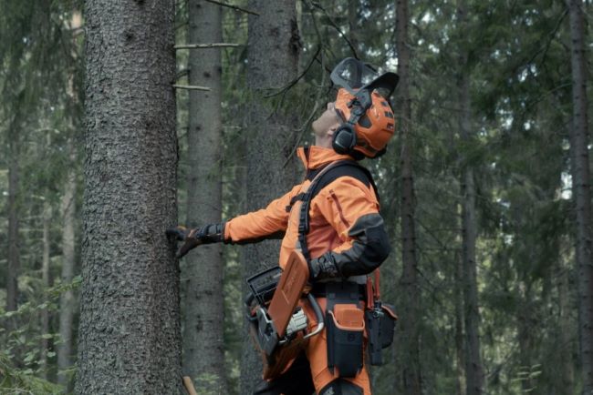 Know Where Your Tree Will Fall-Accessing Your Trees Hazards