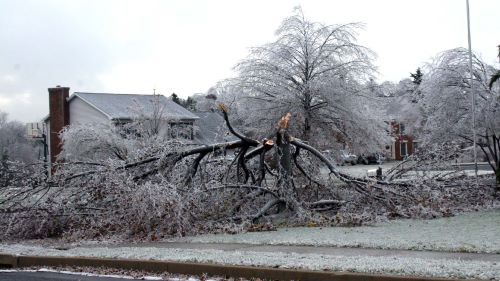Know Where Your Tree Will Fall-Accessing Your Tree Hazards